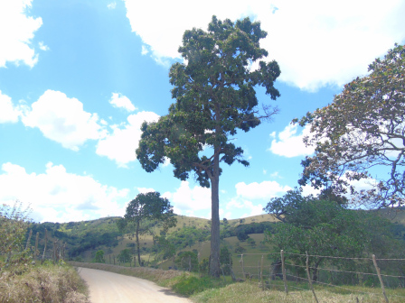 Lecythis lurida_百度百科