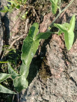 Apodanthera linearis_百度百科