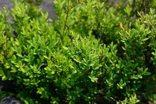 Buxus microphylla_百度百科