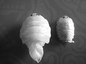 鱼怪（寄生虫）_百度百科