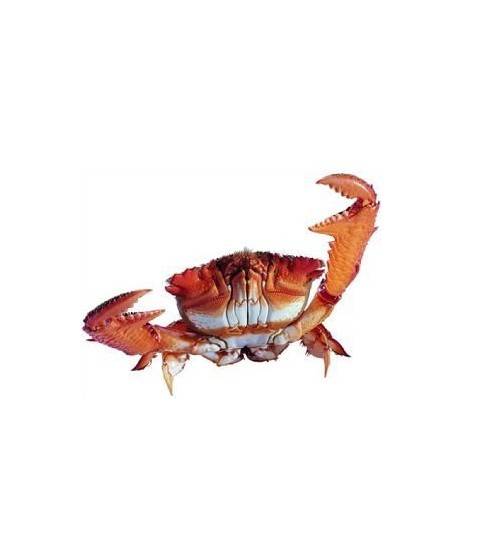 标记招潮蟹_百度百科