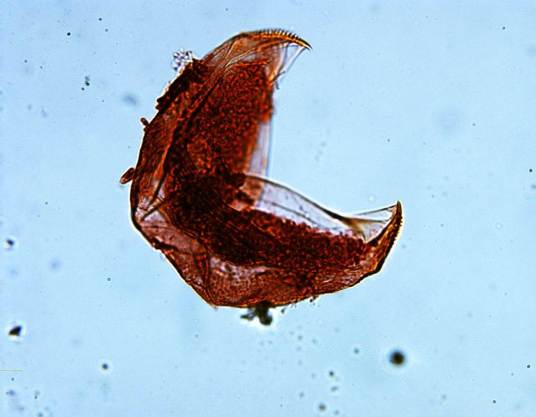 瓣钩幼虫_百度百科