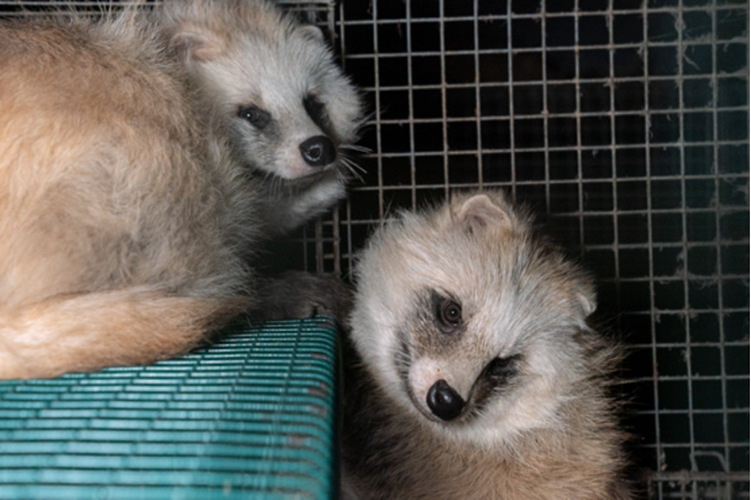 犬科动物里最萌的一种——貉Raccoon dog_百科TA说