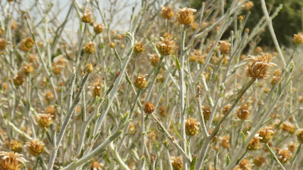Rhanterium epapposum（菊科外包菊属植物）_百度百科