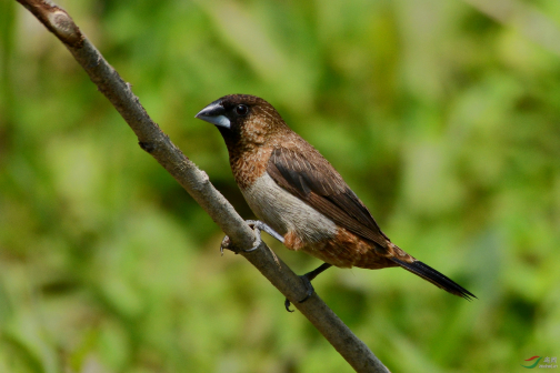 白腰文鸟_百度百科
