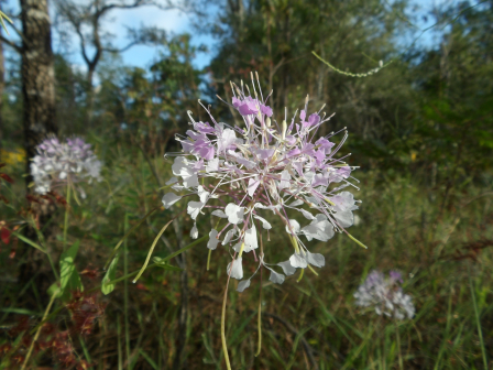 Warea amplexifolia_百度百科