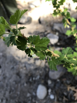 Ribes inerme_百度百科