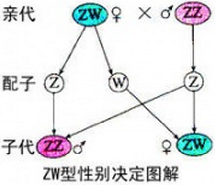 ZW_百度百科
