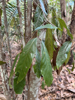Aniba canelilla_百度百科