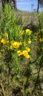 Cyclopia maculata_百度百科