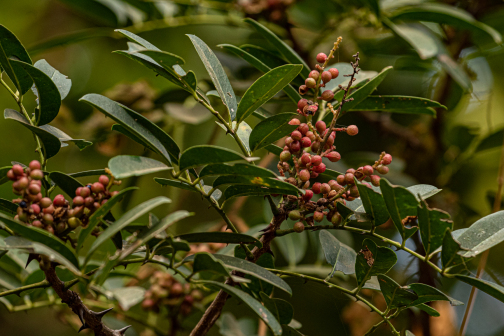 Zanthoxylum zanthoxyloides_百度百科