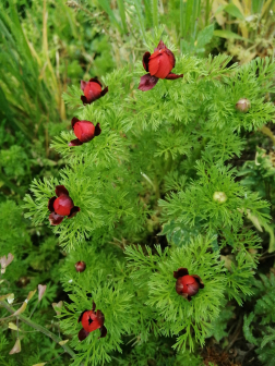 Adonis annua_百度百科