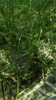 Zostera noltii_百度百科