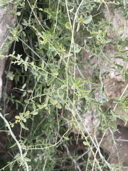 Cocculus pendulus_百度百科