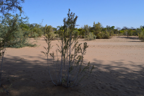 Tamarix usneoides_百度百科
