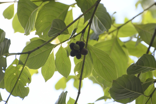 Cornus disciflora_百度百科