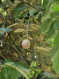 Couepia bracteosa_百度百科