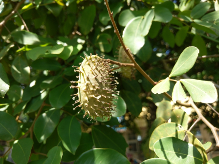 Sindora supa_百度百科