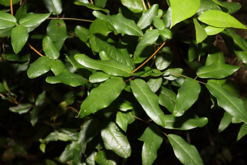 Boquila trifoliolata_百度百科