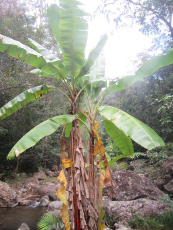 Musa banksii_百度百科