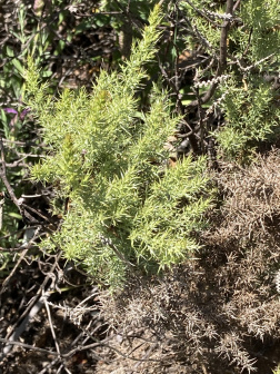 Ulex argenteus_百度百科