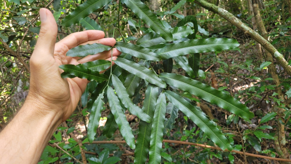 Atalaya multiflora_百度百科