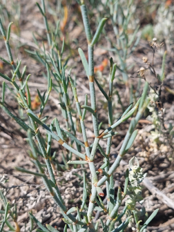 Duma horrida_百度百科