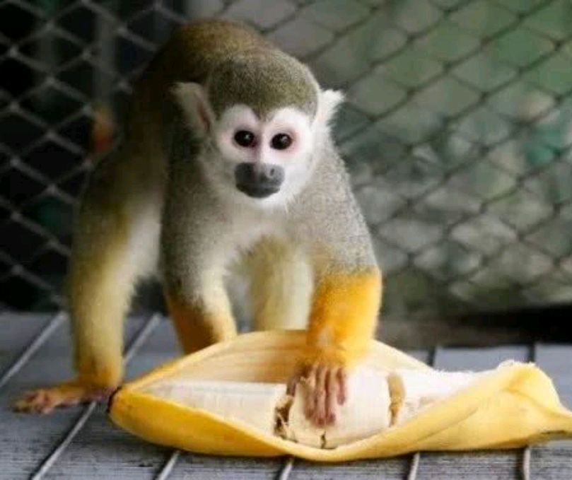 第1问：为什么故事里，中国的猴子爱吃桃子，外国的猴子爱吃香蕉_百科TA说