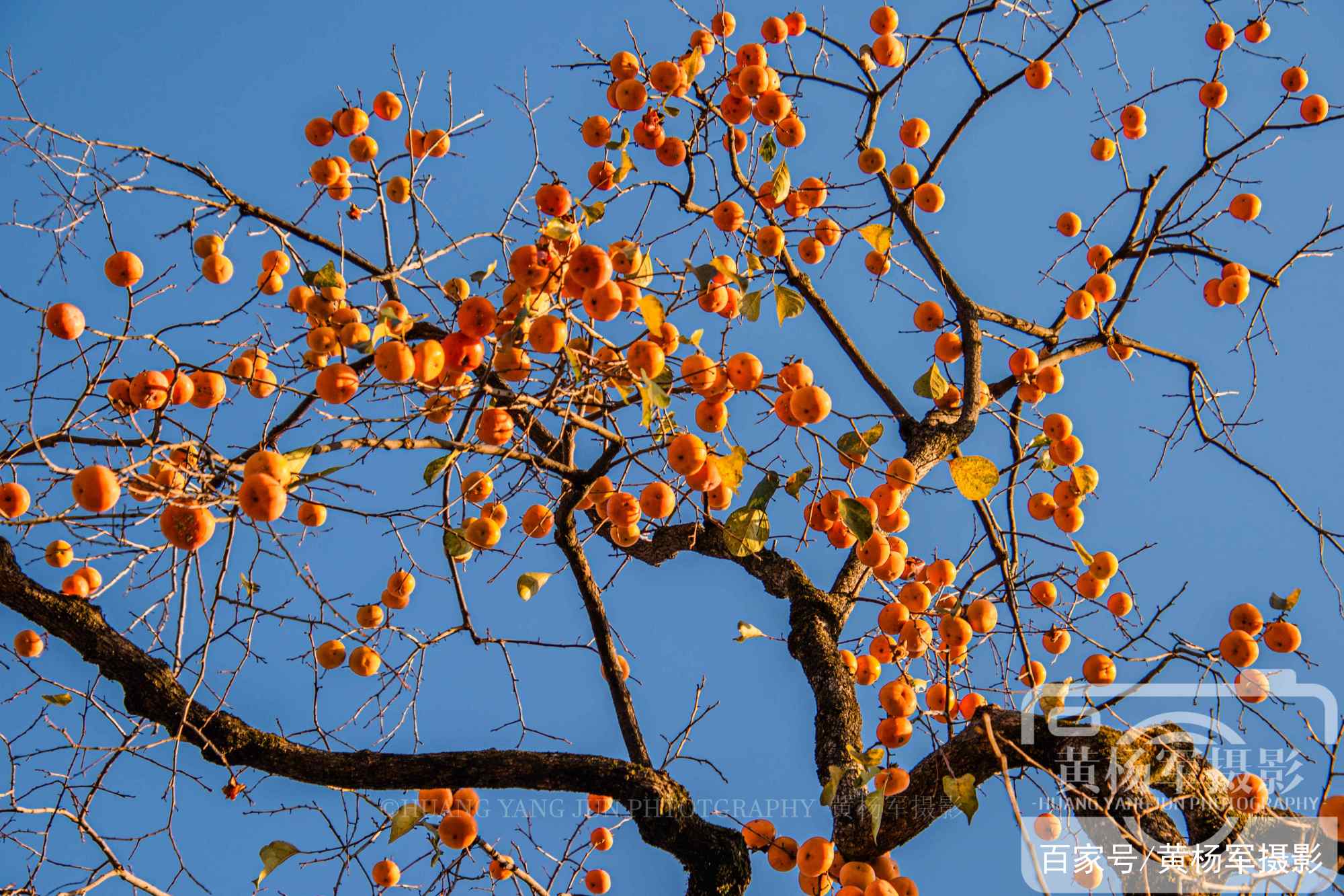 故乡红红的柿子，老家冬日蓝天下挂满枝头的果实，柿子之红很诱人_百科TA说