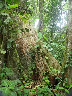 Terminalia oblonga_百度百科