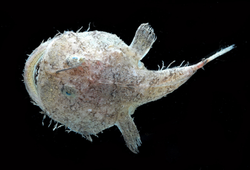 黑鮟鱇_百度百科