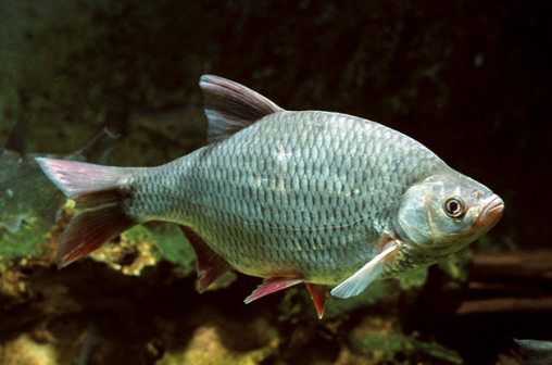 红眼鱼（雅罗鱼科红眼鱼属鱼类）_百度百科