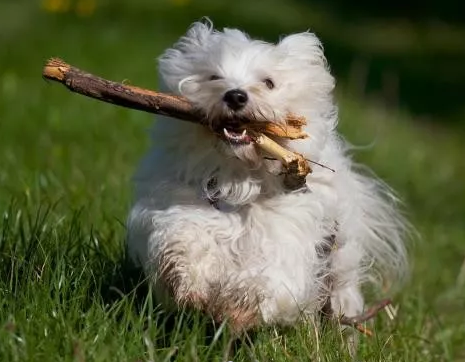 哈瓦那犬？你知道多少呢？_百科TA说