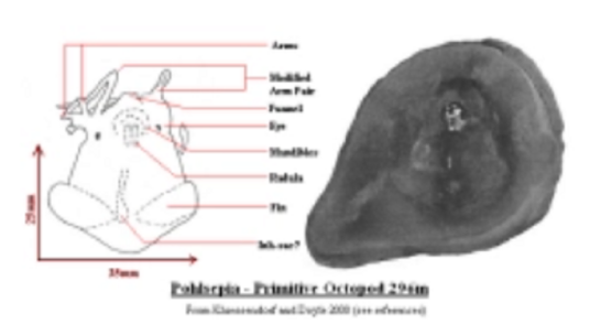 Pohlsepia mazonensis_百度百科