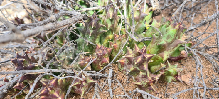 Orbea ciliata_百度百科