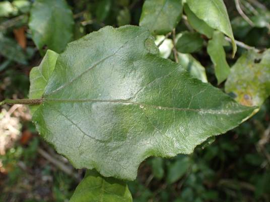 Pyrenacantha scandens_百度百科