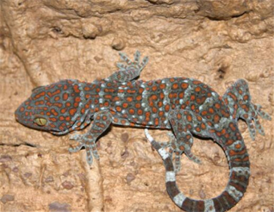 黑疣大壁虎_百度百科