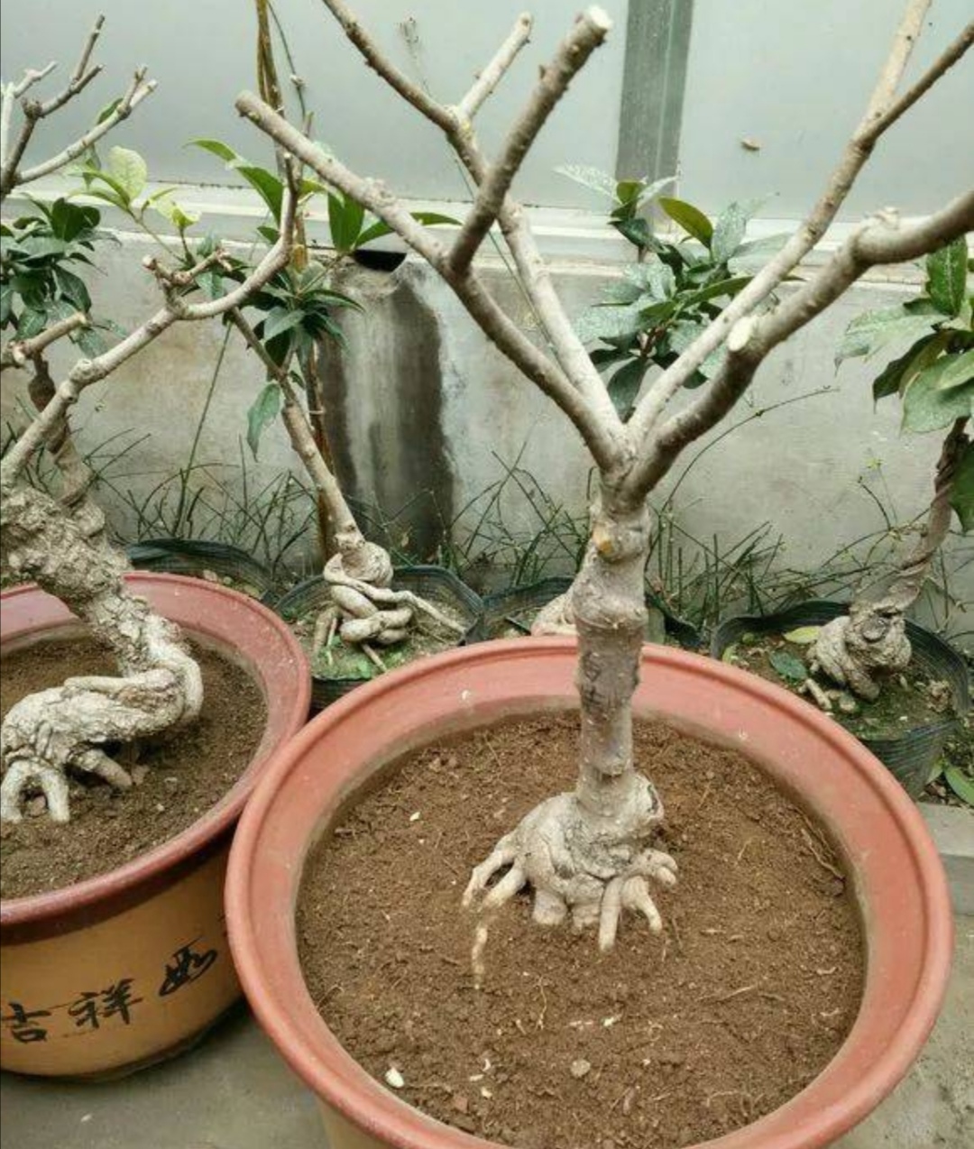 家里养3种花，春天枝条狠心剪一剪，新芽冒长得旺，开花会更多百科ta说