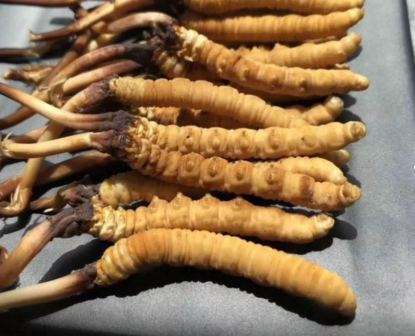 冬虫夏草：产地不同会造成哪些差别？_百科TA说