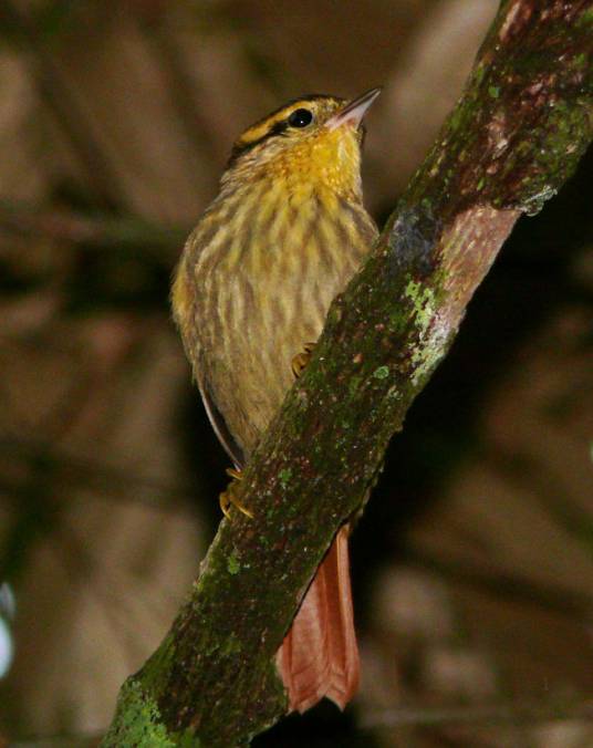 尖嘴树猎雀_百度百科