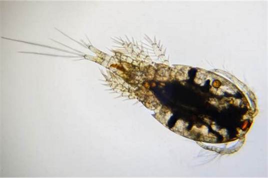 伪镖水蚤科_百度百科