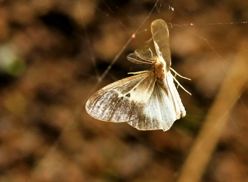 竹毒蛾属_百度百科