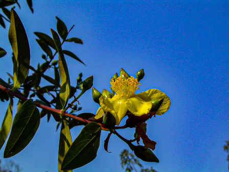 Hypericum roeperianum_百度百科