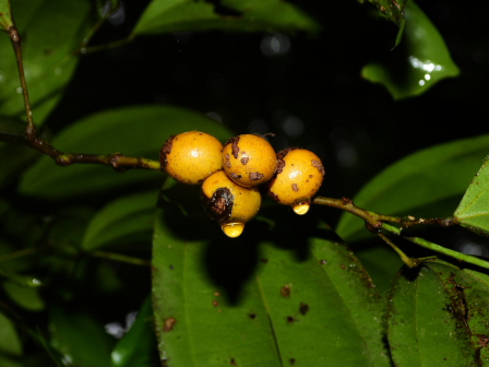 Abuta grandifolia_百度百科
