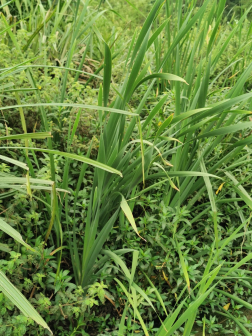 Typha capensis_百度百科