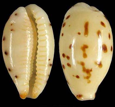 斑芝麻宝螺_百度百科