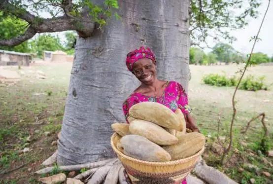 非洲大草原上的猴面包树为什么被称为“生命之树”？_百科TA说
