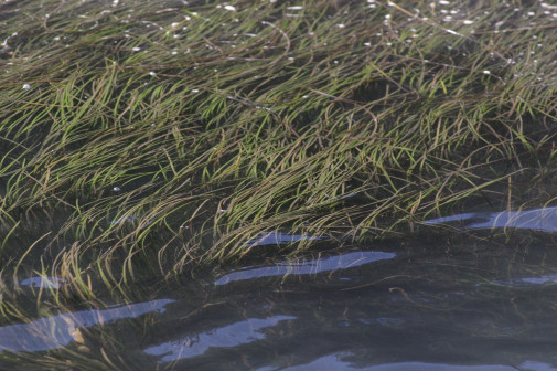 Zostera capensis_百度百科