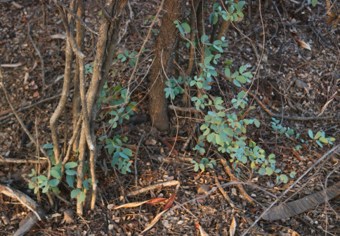 Hardwickia binata_百度百科