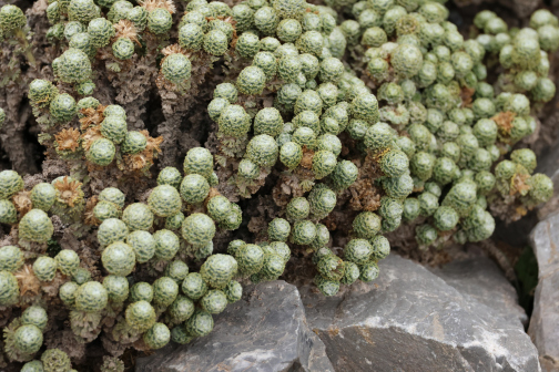 Werneria dactylophylla_百度百科